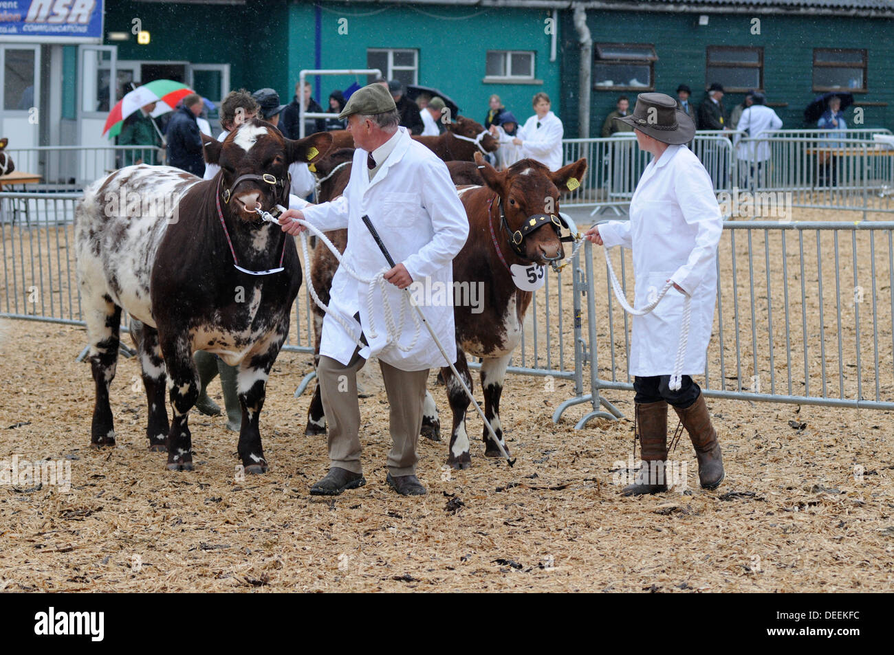 Parading cattle in the judging ring at the Bath & West Show, Somerset ...