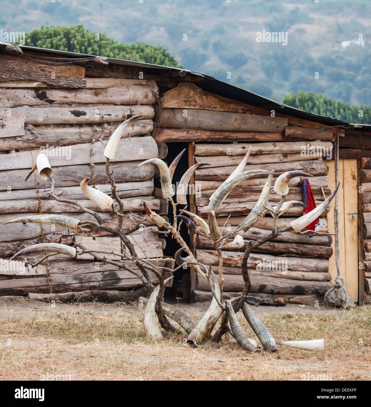 Horns in the wild hi-res stock photography and images - Alamy