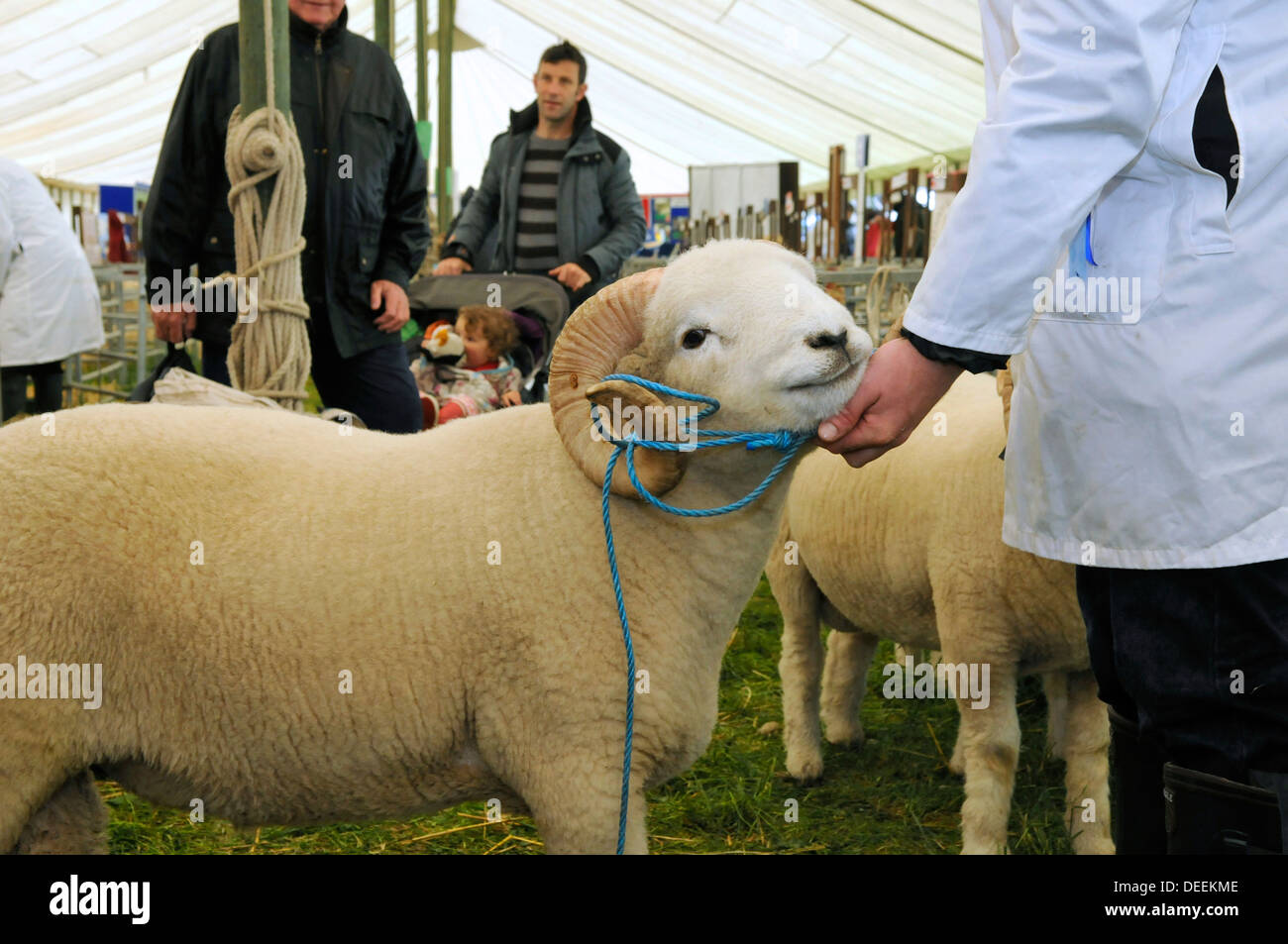 Sheep bath hi-res stock photography and images - Alamy