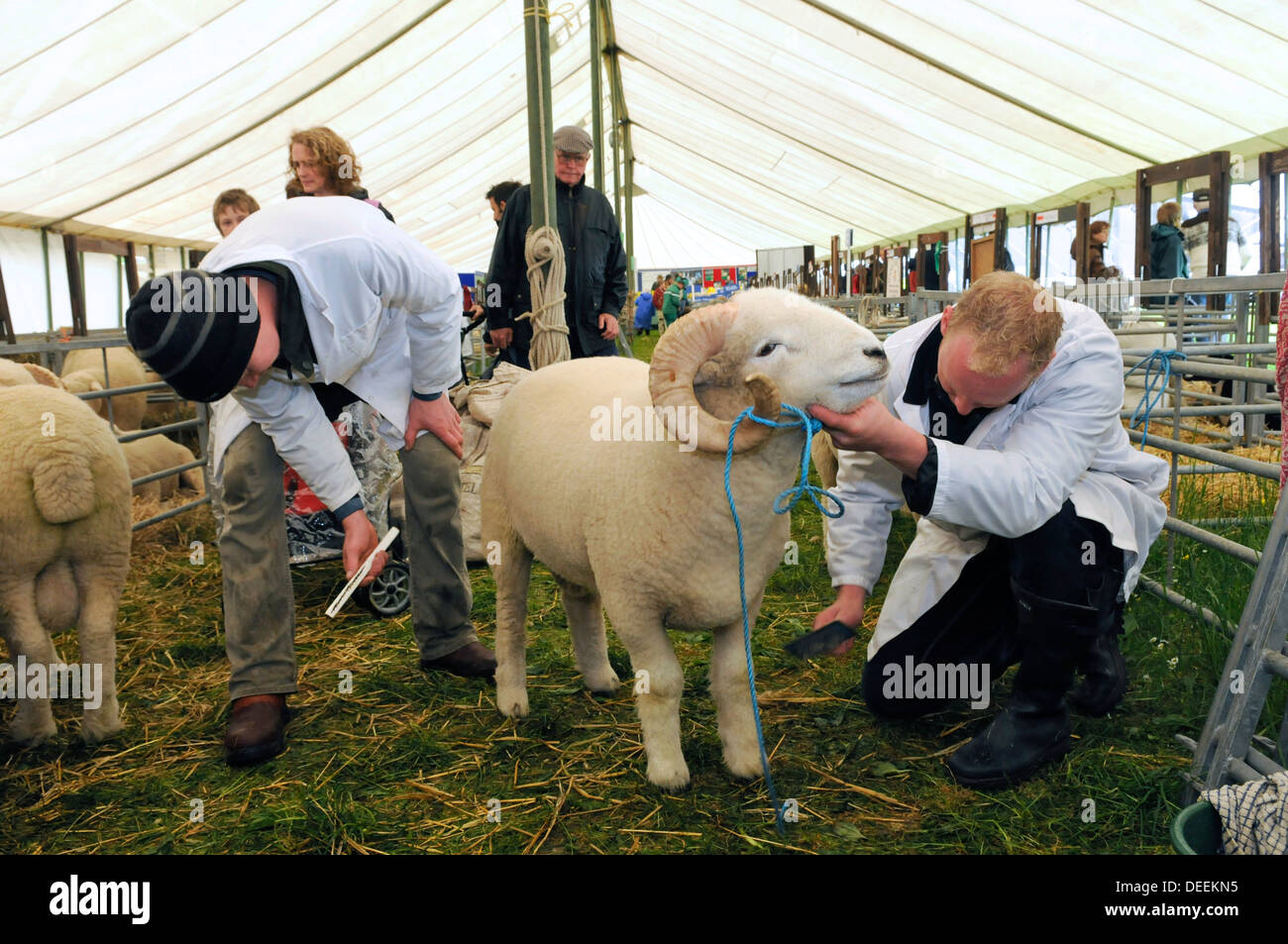 Sheep bath hi-res stock photography and images - Alamy