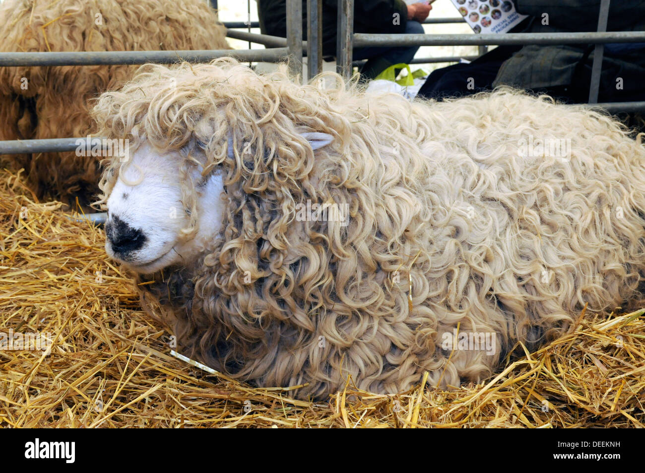 A rare breed sheep at the Bath & West Show, Somerset, UK Stock Photo ...