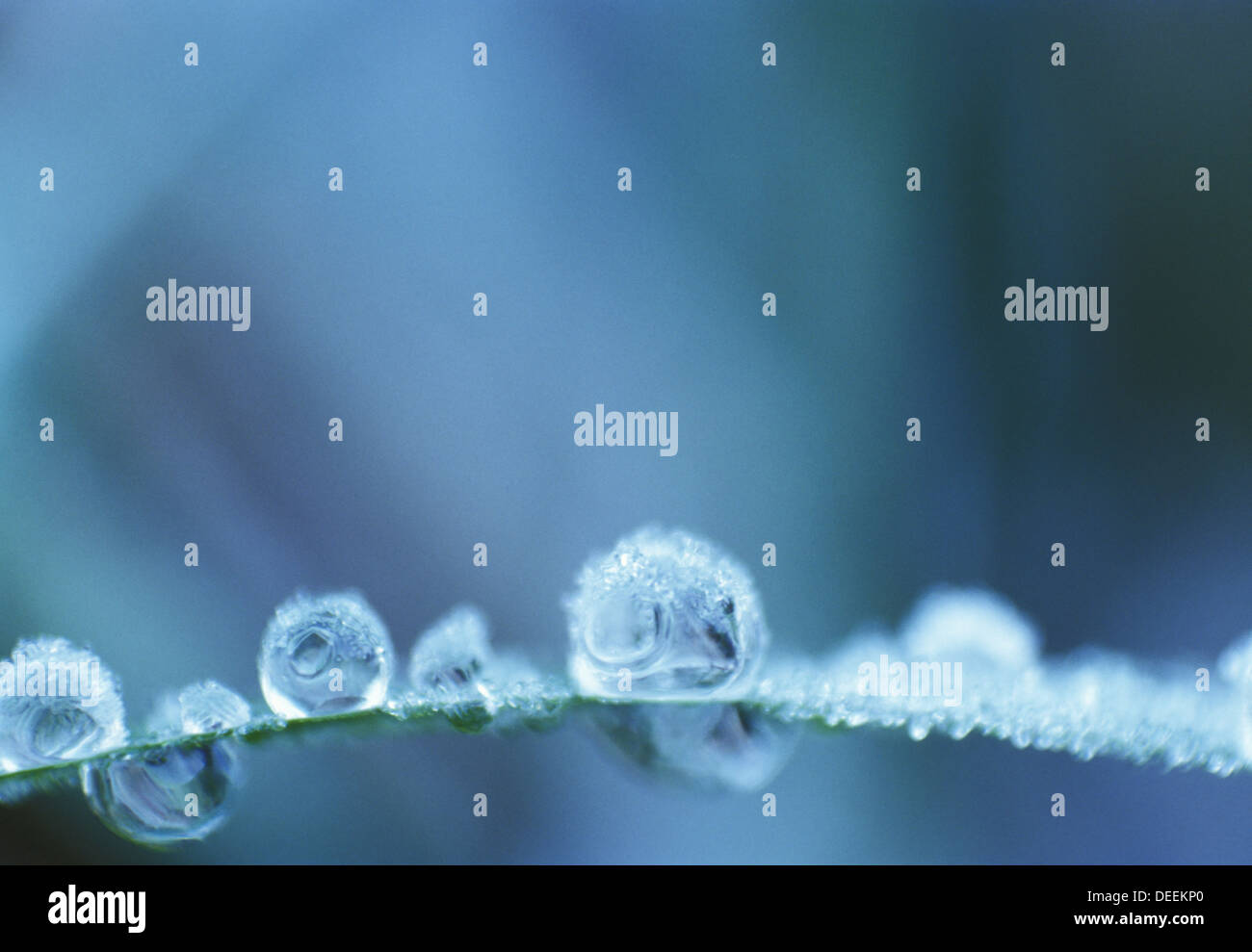 Freezing dew drops on grass hi-res stock photography and images - Alamy