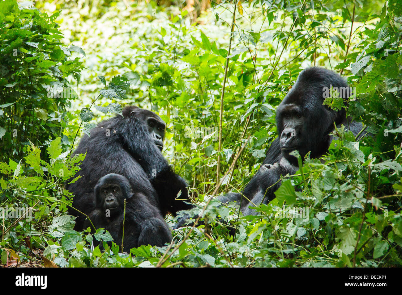 Silverback mountain gorilla family in hi-res stock photography and ...