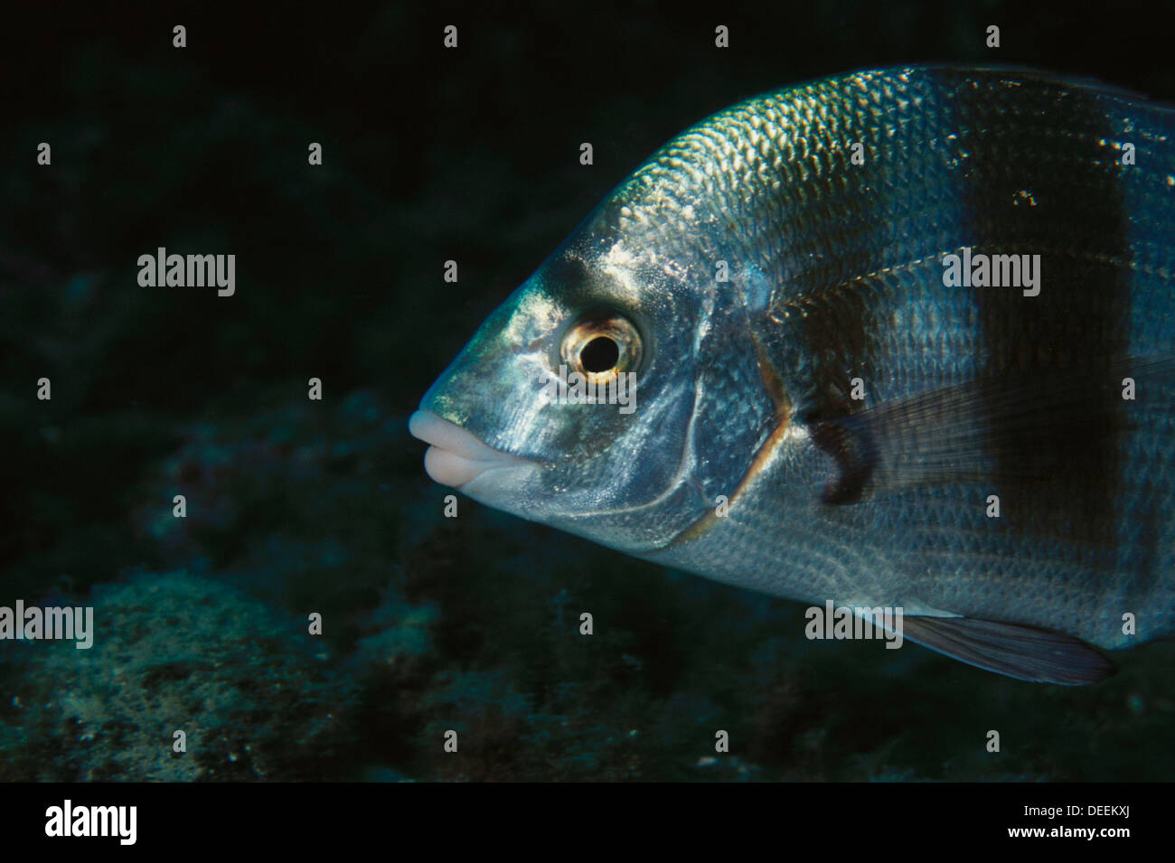 Diplodus Cervinus Cervinus High Resolution Stock Photography and Images ...