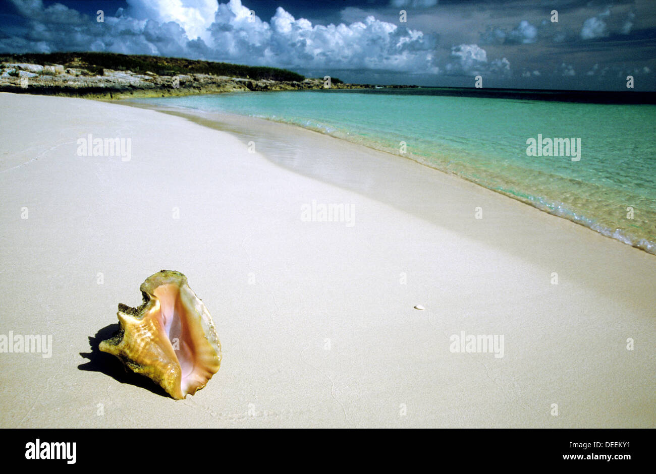 Horizontal image of an idyllic beach scenic with queen conch shell ...