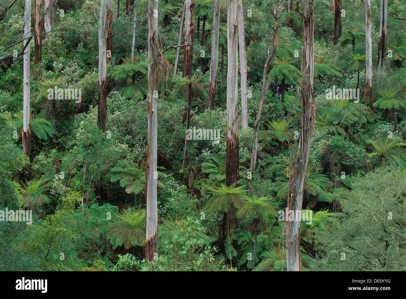 Subtropical Stock Photos & Subtropical Stock Images - Alamy