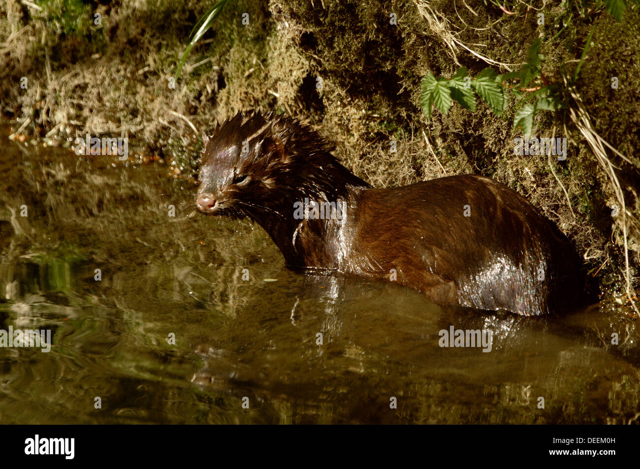 Mink In Water High Resolution Stock Photography and Images - Alamy