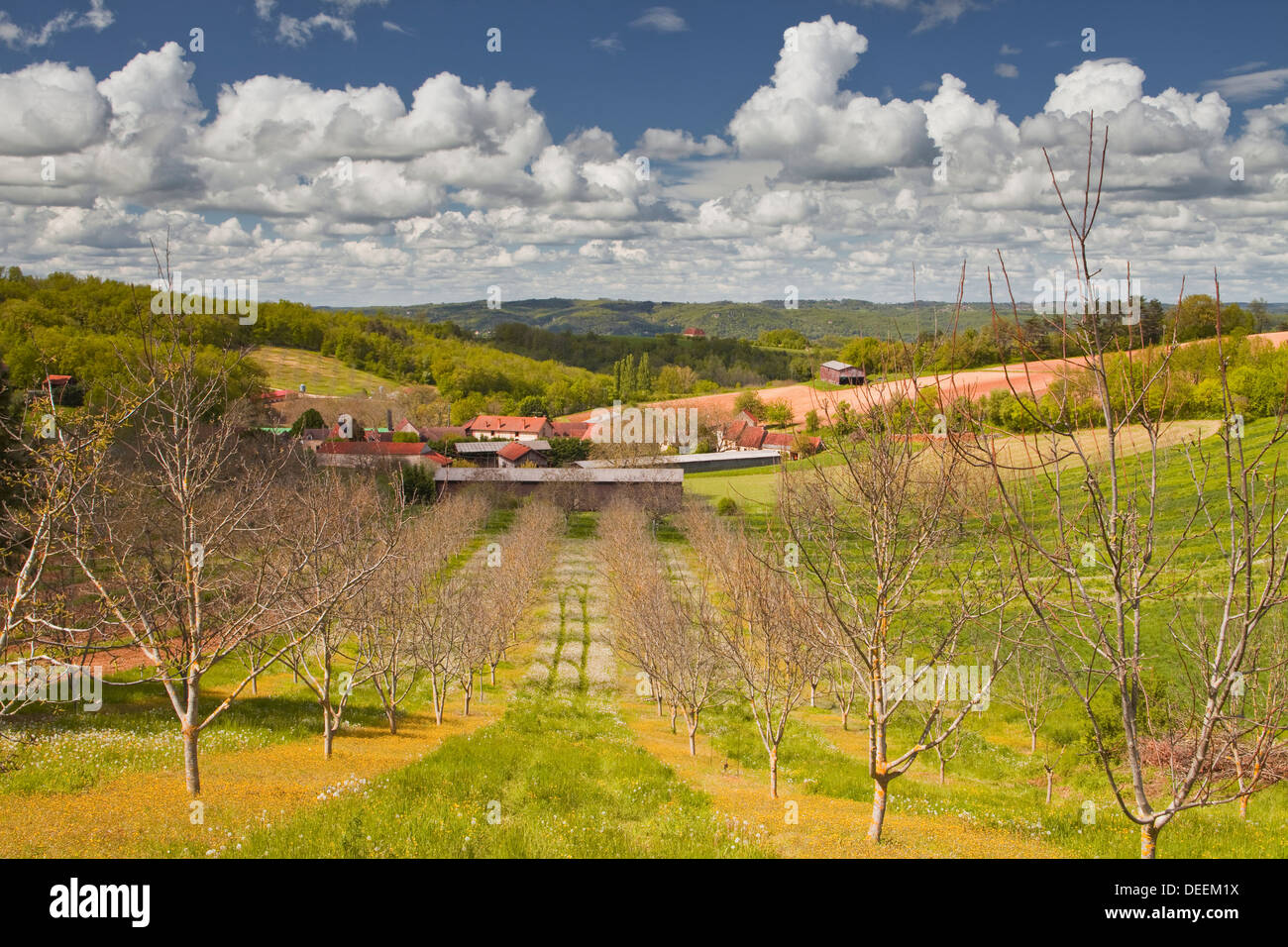 Walnut trees amongst the Dordogne countryside of south western France ...