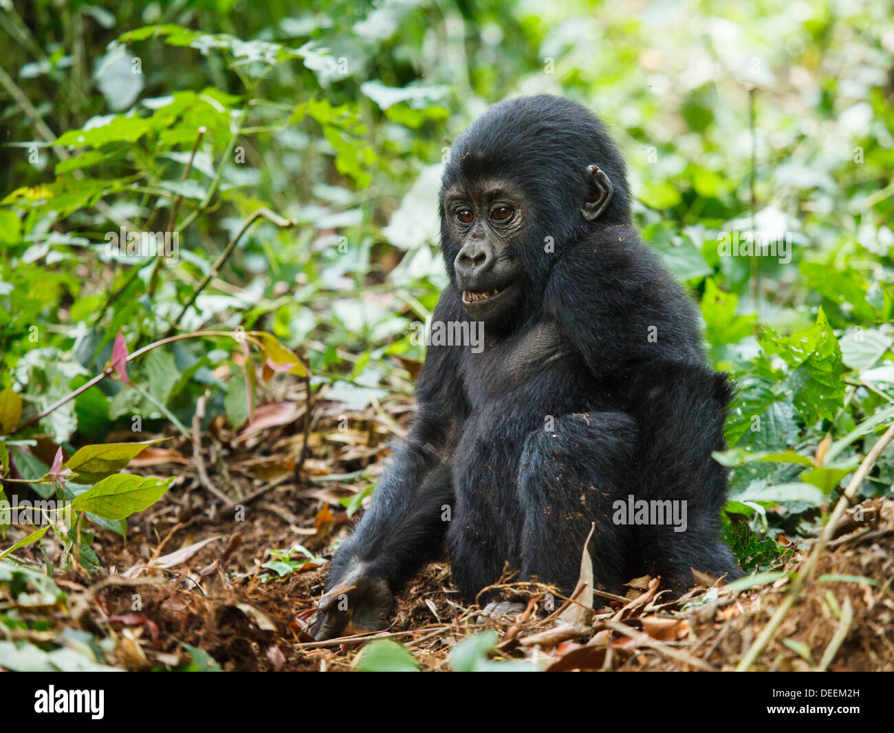 Baby Gorilla High Resolution Stock Photography and Images - Alamy