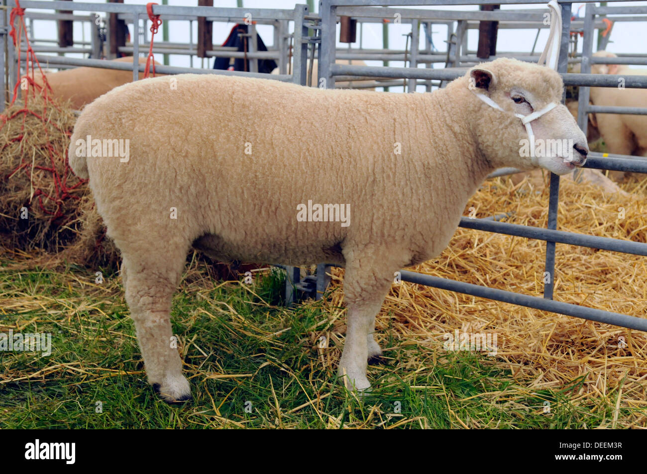 Competition sheep showing hi-res stock photography and images - Alamy