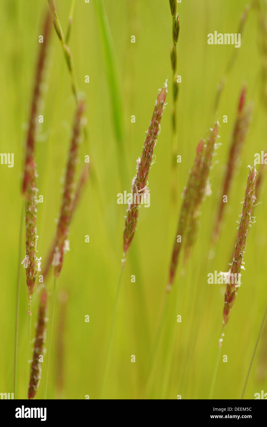 Alopecurus myosuroides hi-res stock photography and images - Alamy