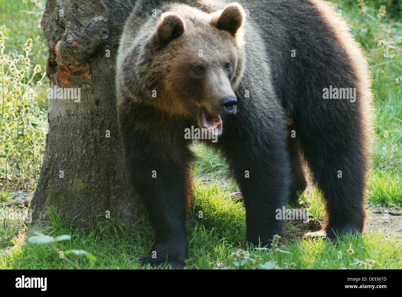 Brown bear rubbing back on tree hi-res stock photography and images - Alamy