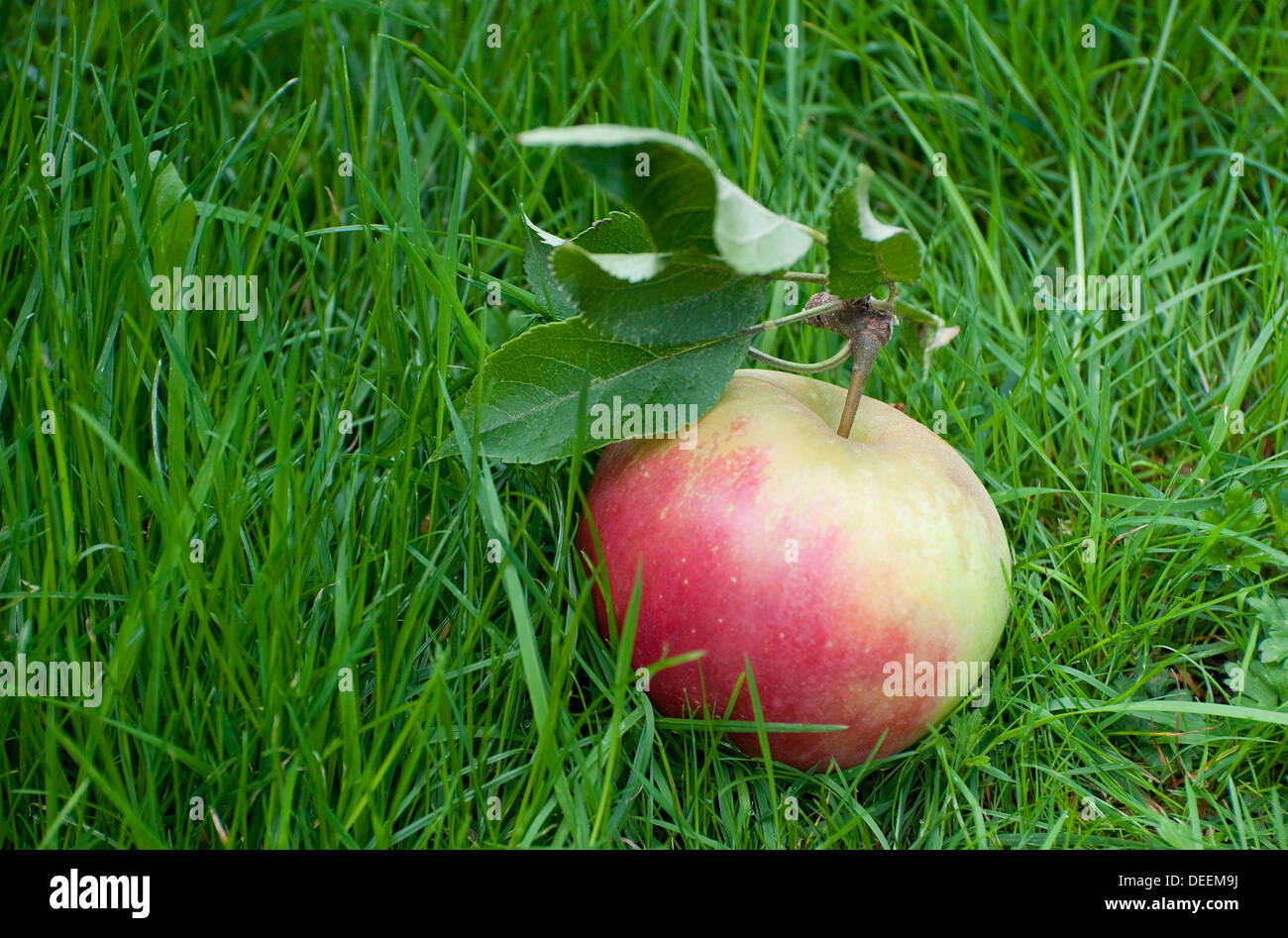 Fallen tree from wind on hi-res stock photography and images - Alamy