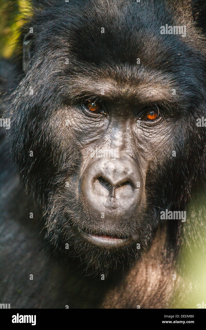 silverback gorilla in wild on Uganda Stock Photo - Alamy