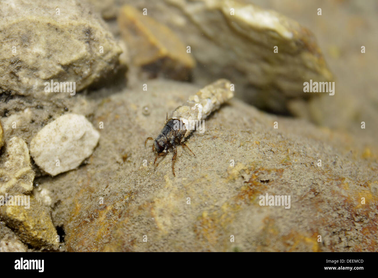 Trichoptera larvae hi-res stock photography and images - Alamy