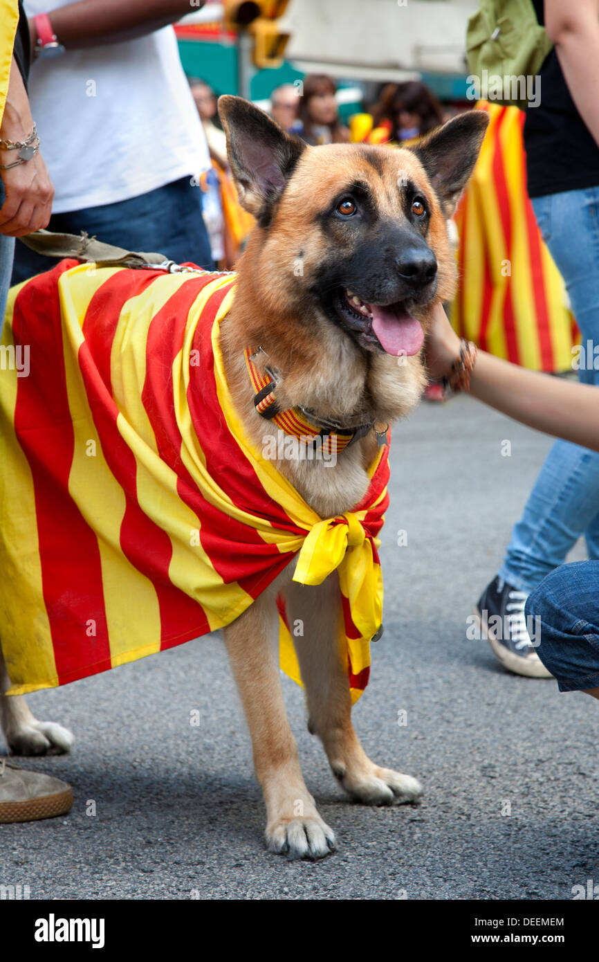 German shepherd dog draped with Catalan independence flag Stock Photo ...