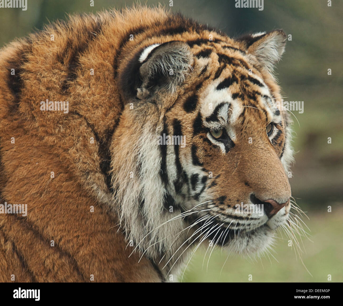 Indian tiger portrait Stock Photo - Alamy