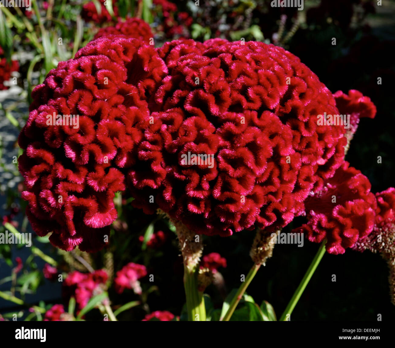 Brain Flower with Flowering Petals Stock Photo - Alamy