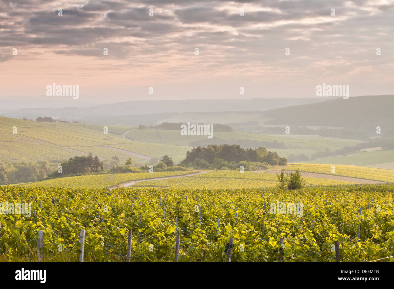 Champagne vineyards in the Cote des Bar area of the Aube department ...