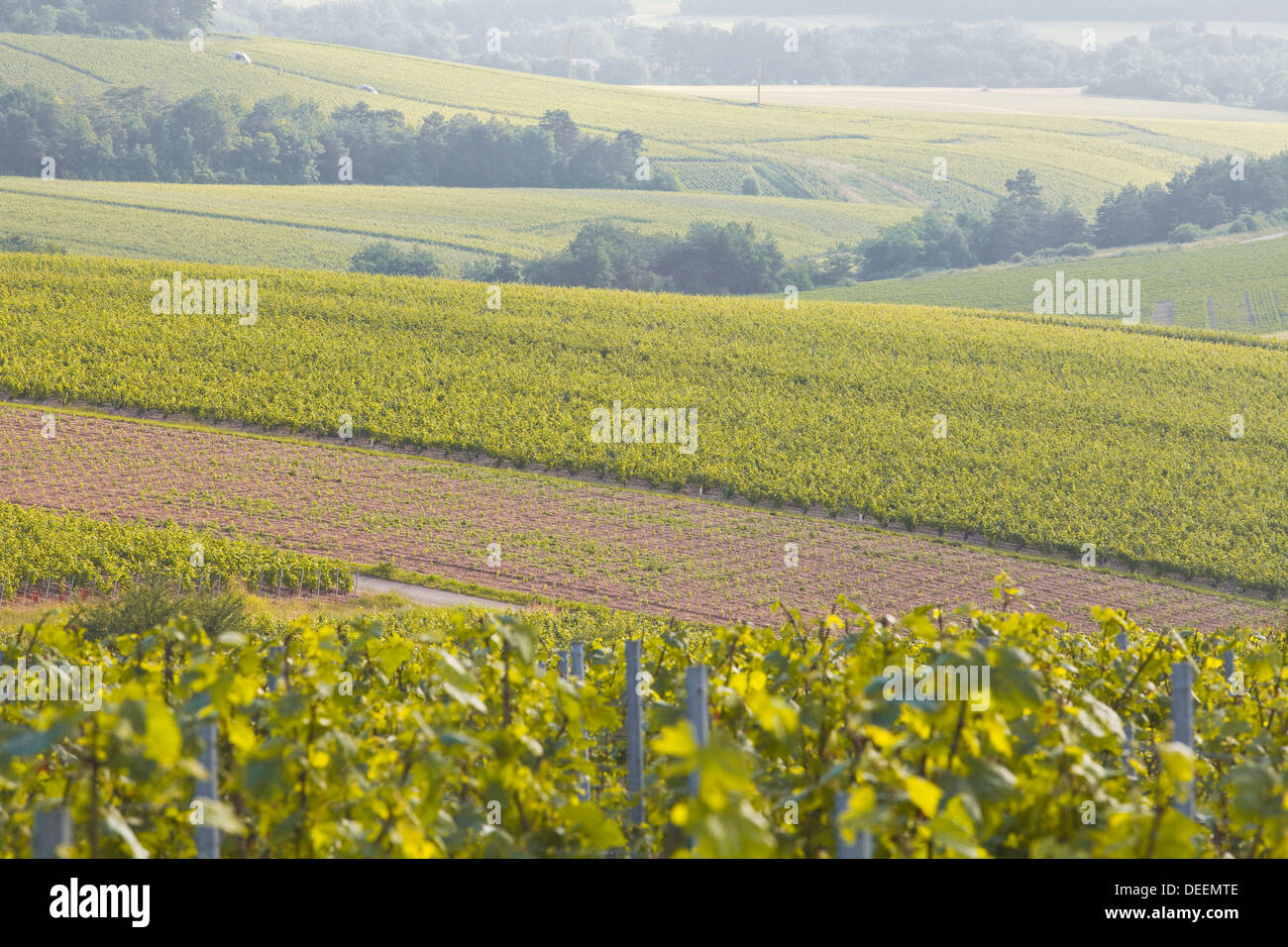 Champagne vineyards in the Cote des Bar area of the Aube department ...