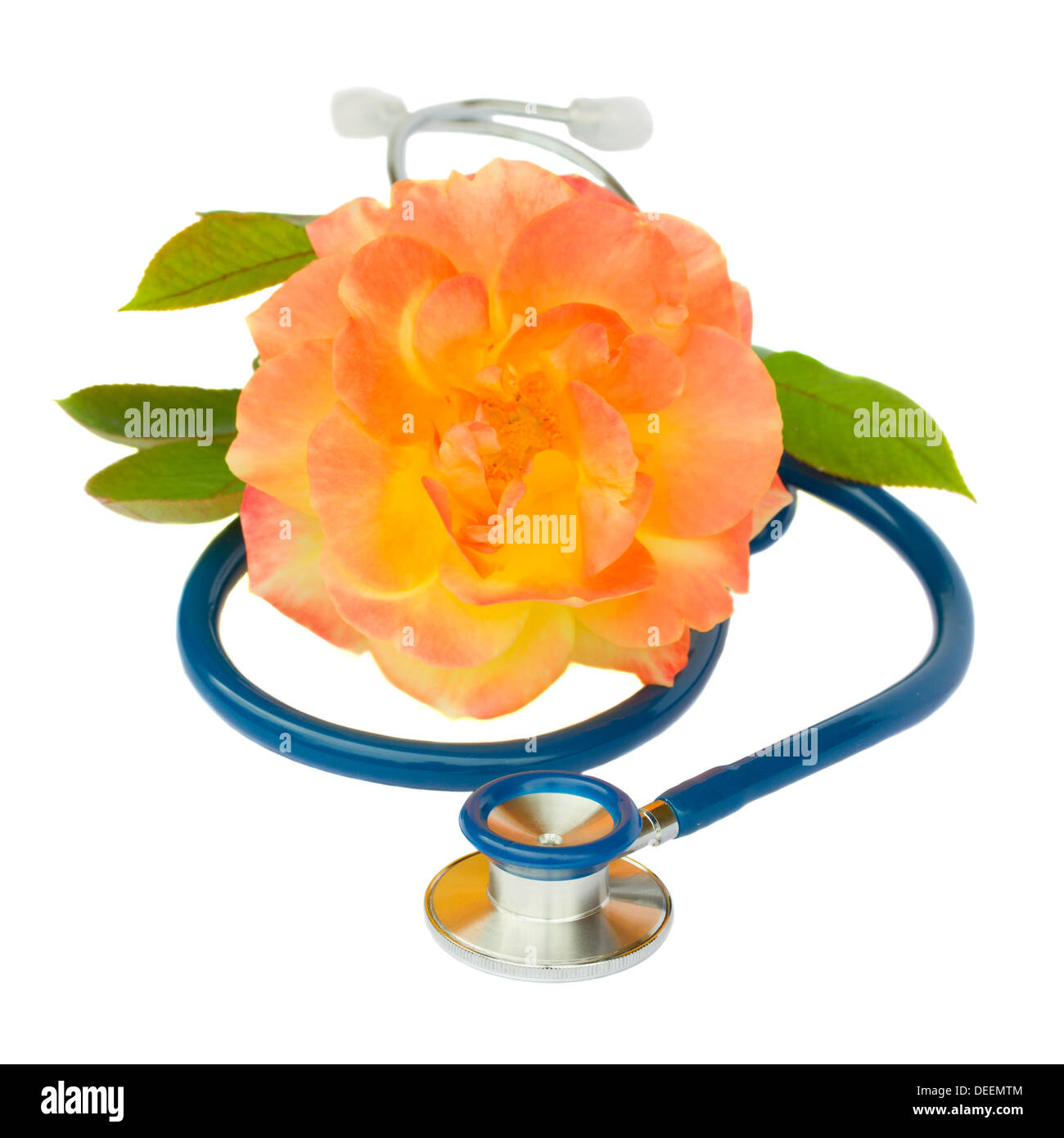 Blue stethoscope with rose Stock Photo - Alamy