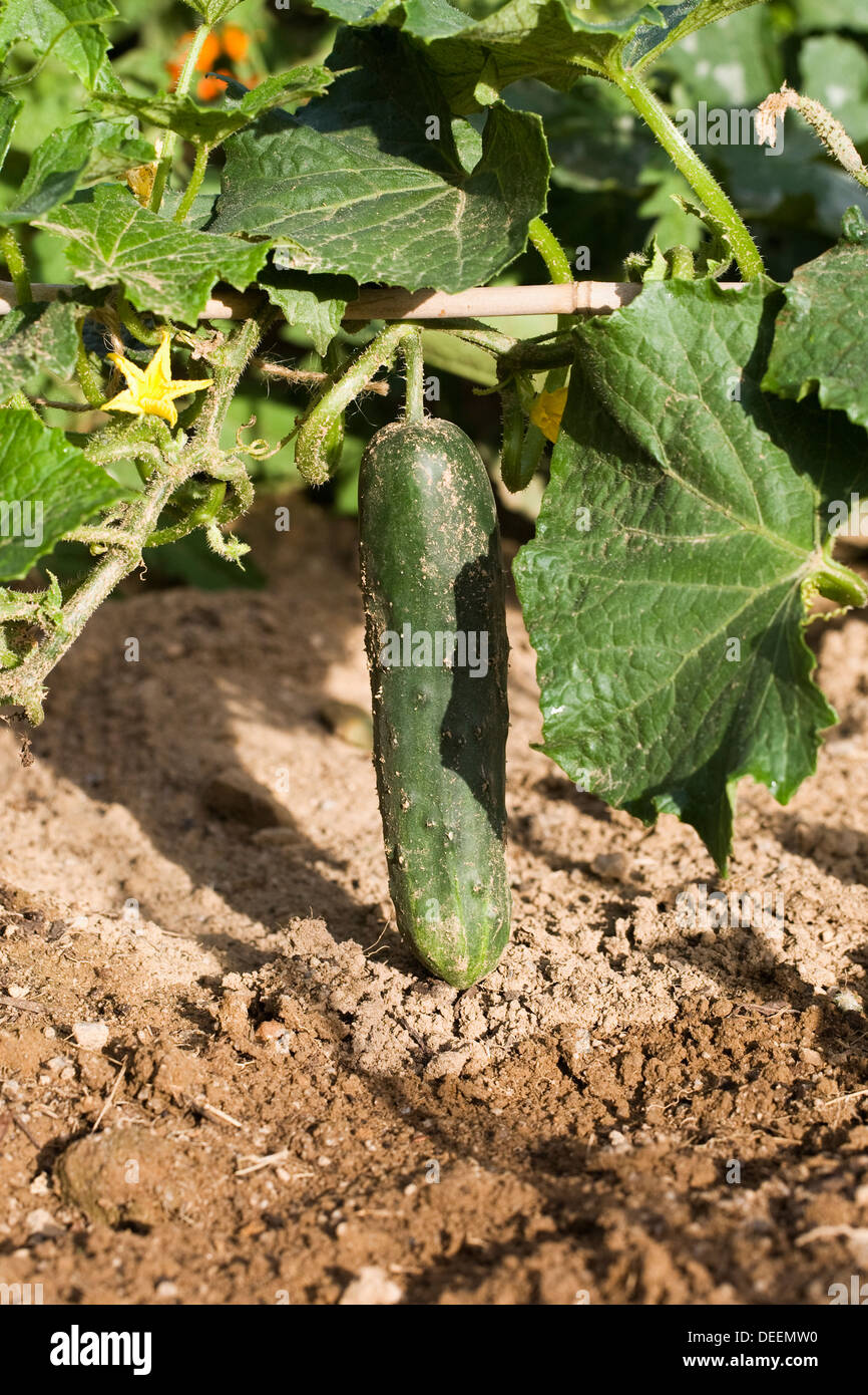 Cucumis sativus. Cucumber growing outdoors in the vegetable garden ...