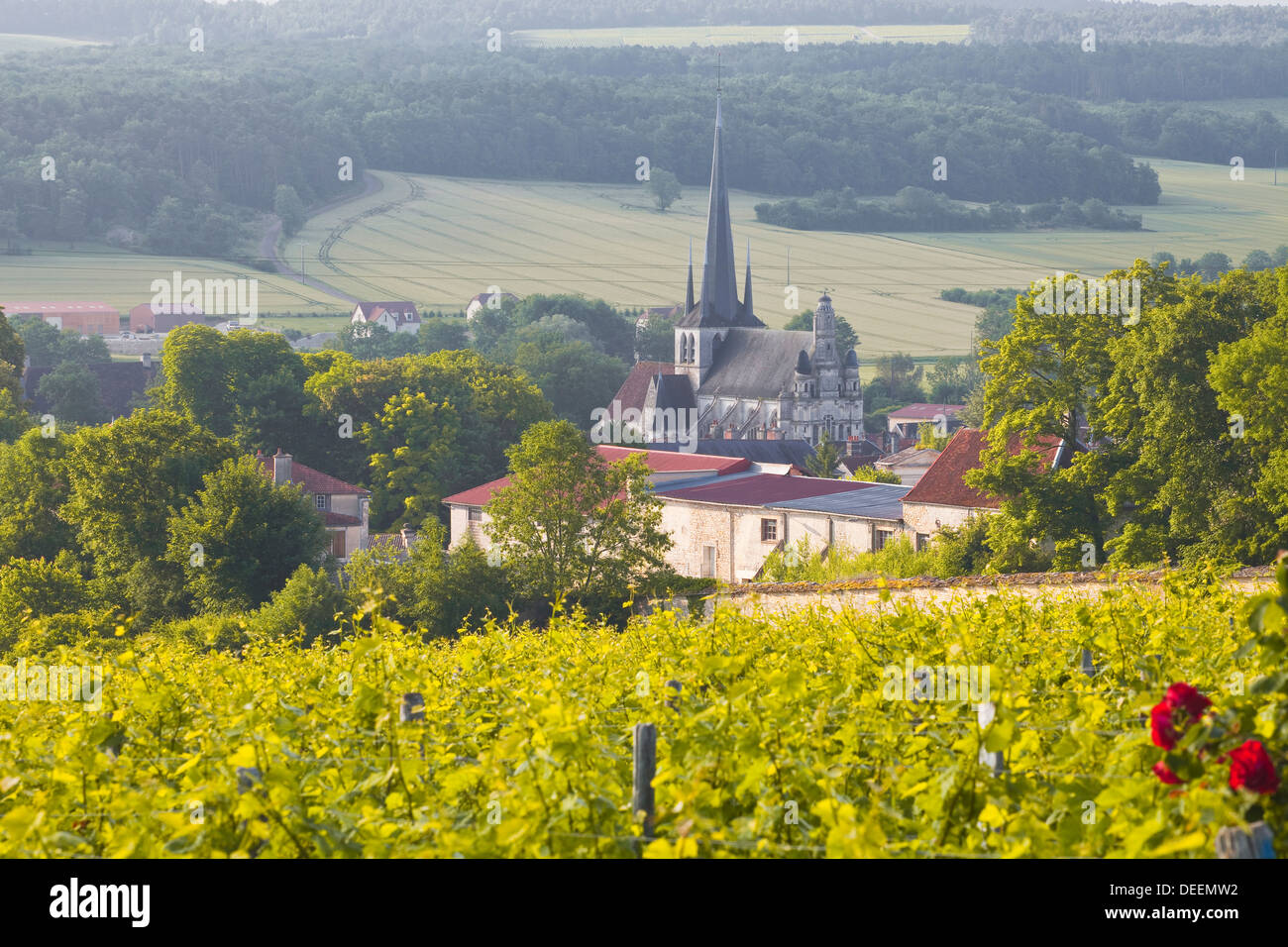 Champagne vineyards in the Cote des Bar area of the Aube department ...