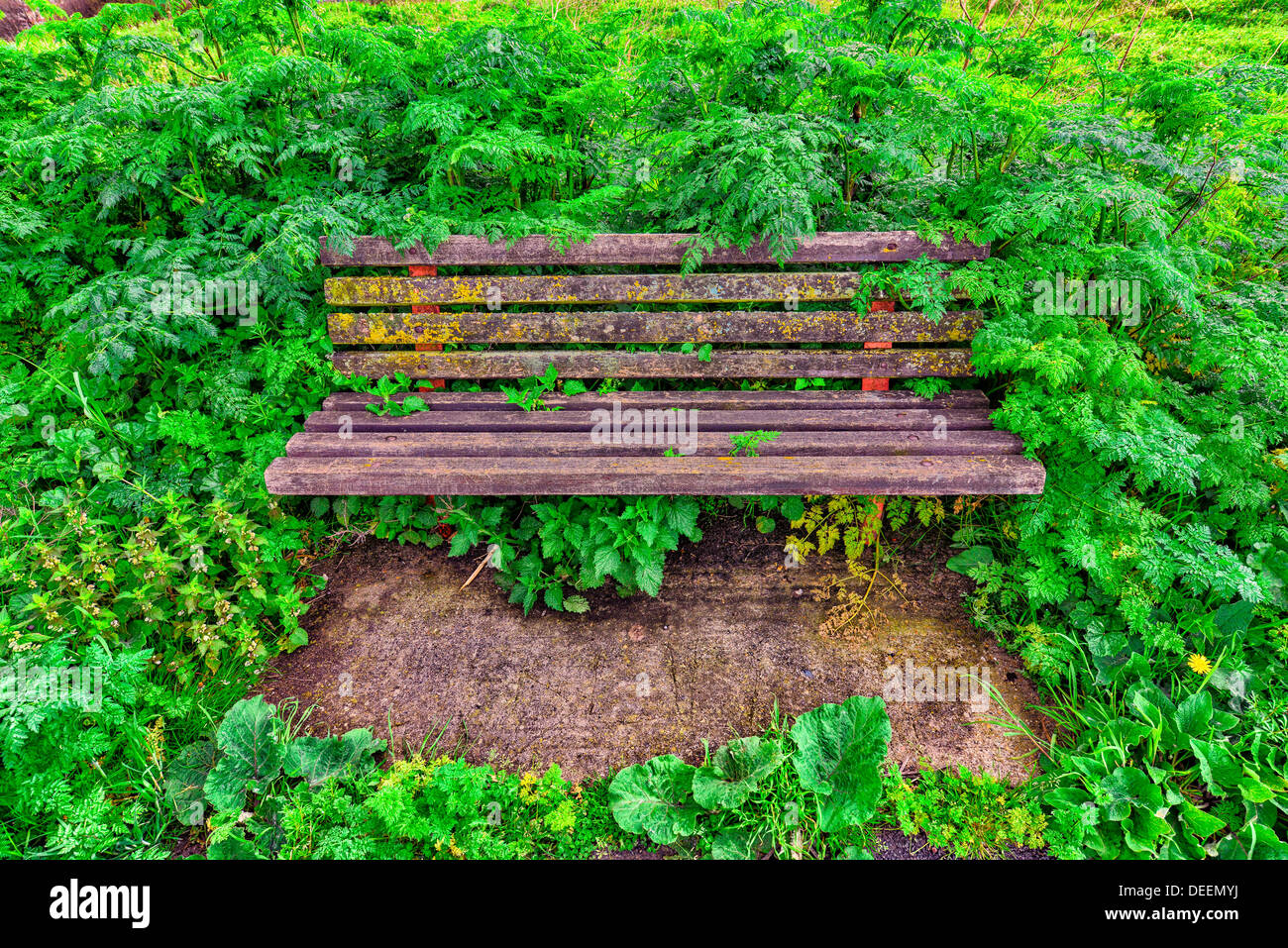 Park Bench, Colour, Forest Stock Photo - Alamy
