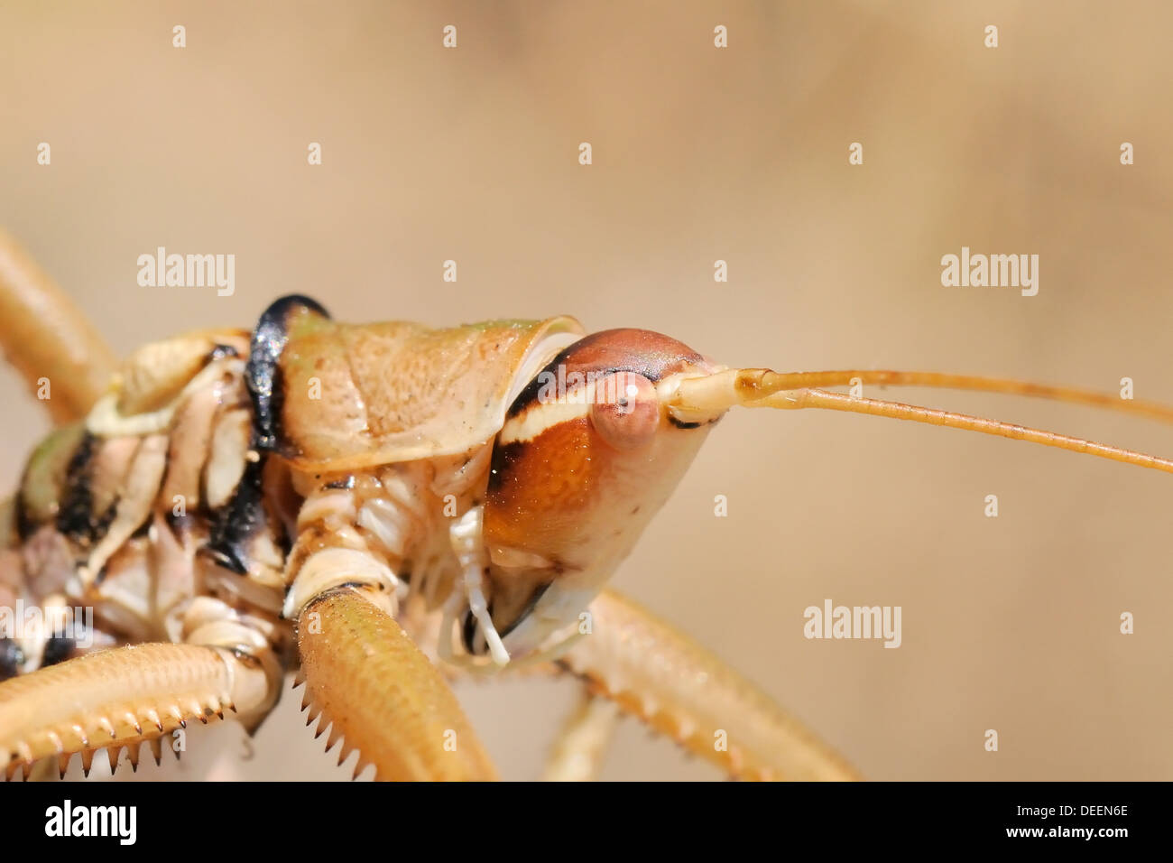 Predatory insect europe hi-res stock photography and images - Alamy