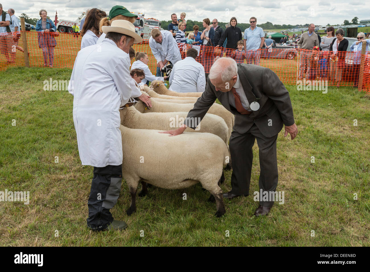 Line up of sheep hi-res stock photography and images - Alamy