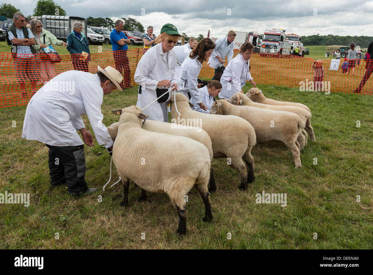 Sheep lining up to be judged with handlers at agricultural show UK ...
