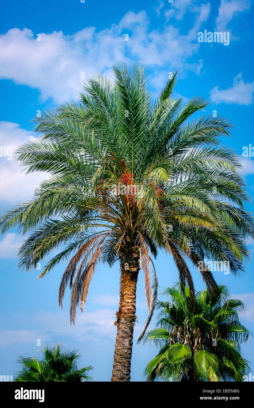Crown palm tree hi-res stock photography and images - Alamy