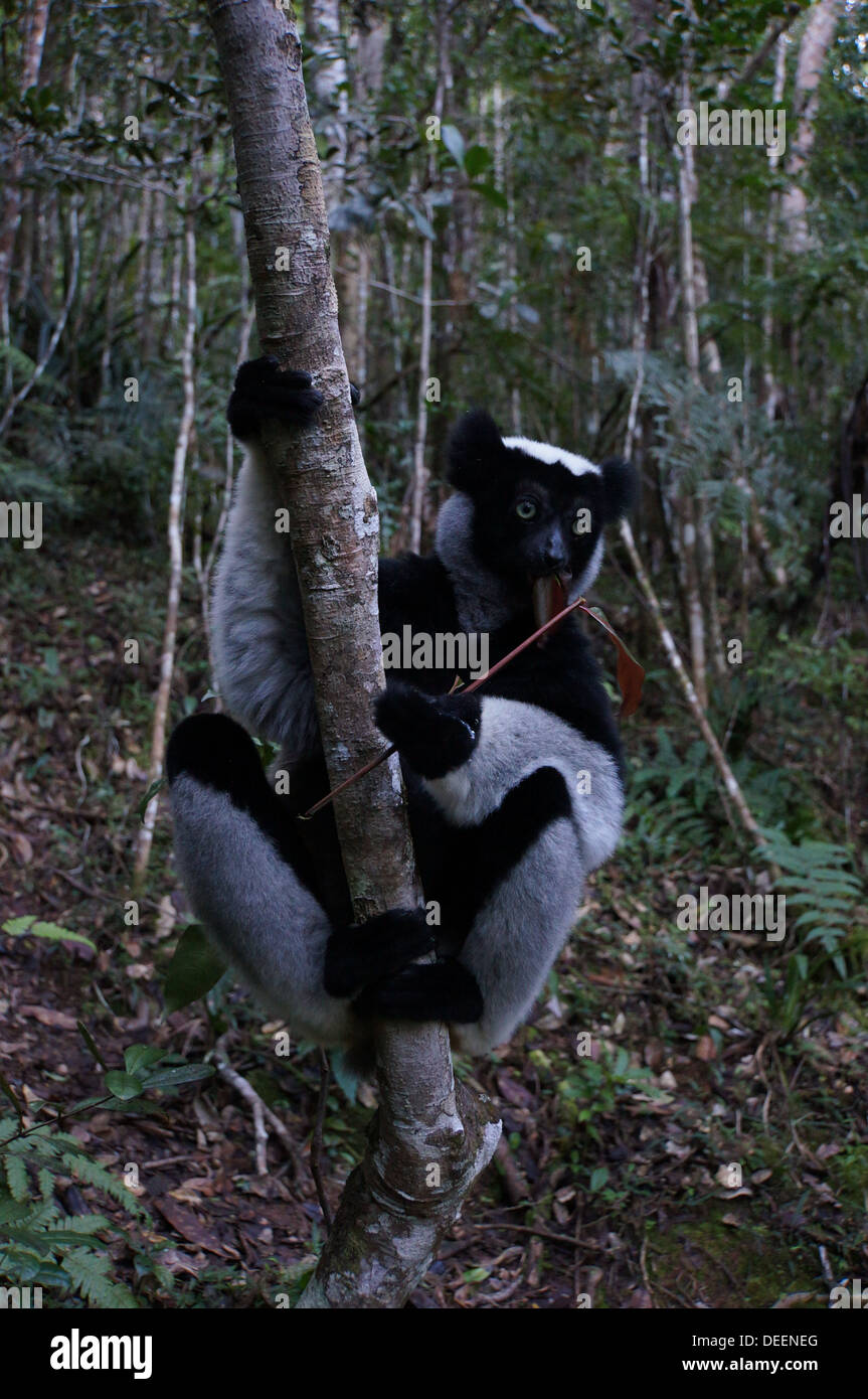 Indri lemur madagascar hi-res stock photography and images - Alamy