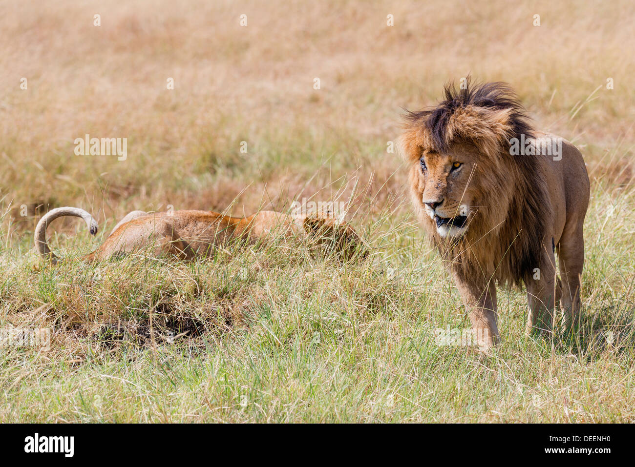 Adult lion hi-res stock photography and images - Alamy