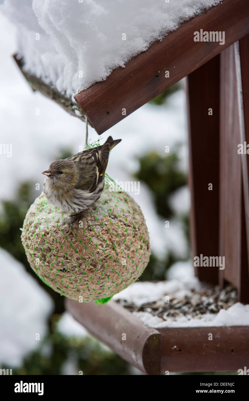 British garden birds table hi-res stock photography and images - Alamy