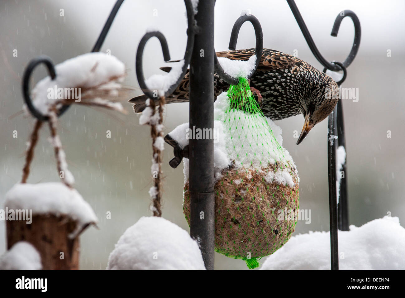 Fat ball feeding hi-res stock photography and images - Alamy