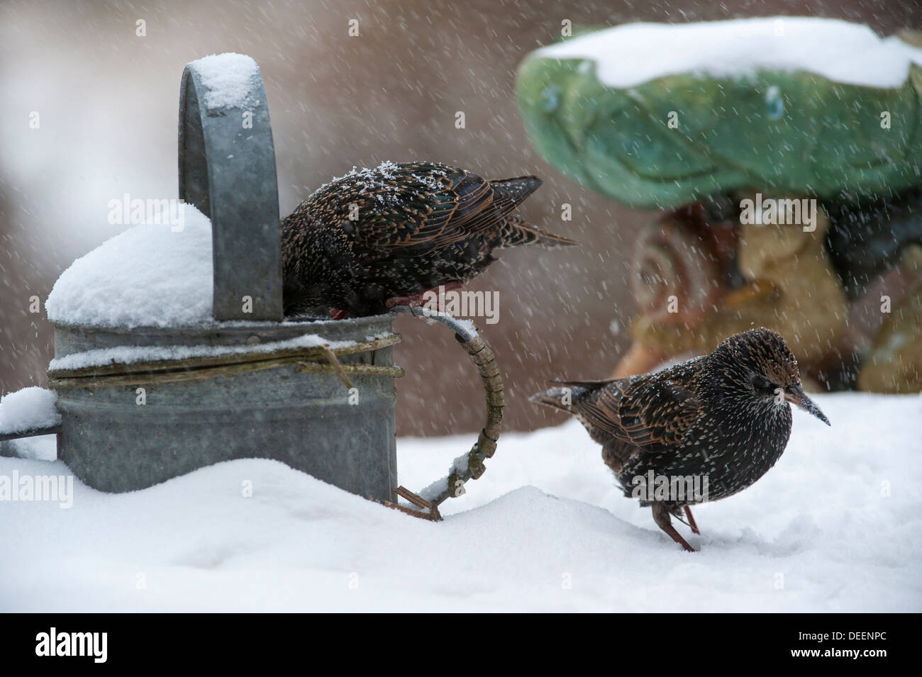Starling in winter storm hi-res stock photography and images - Alamy
