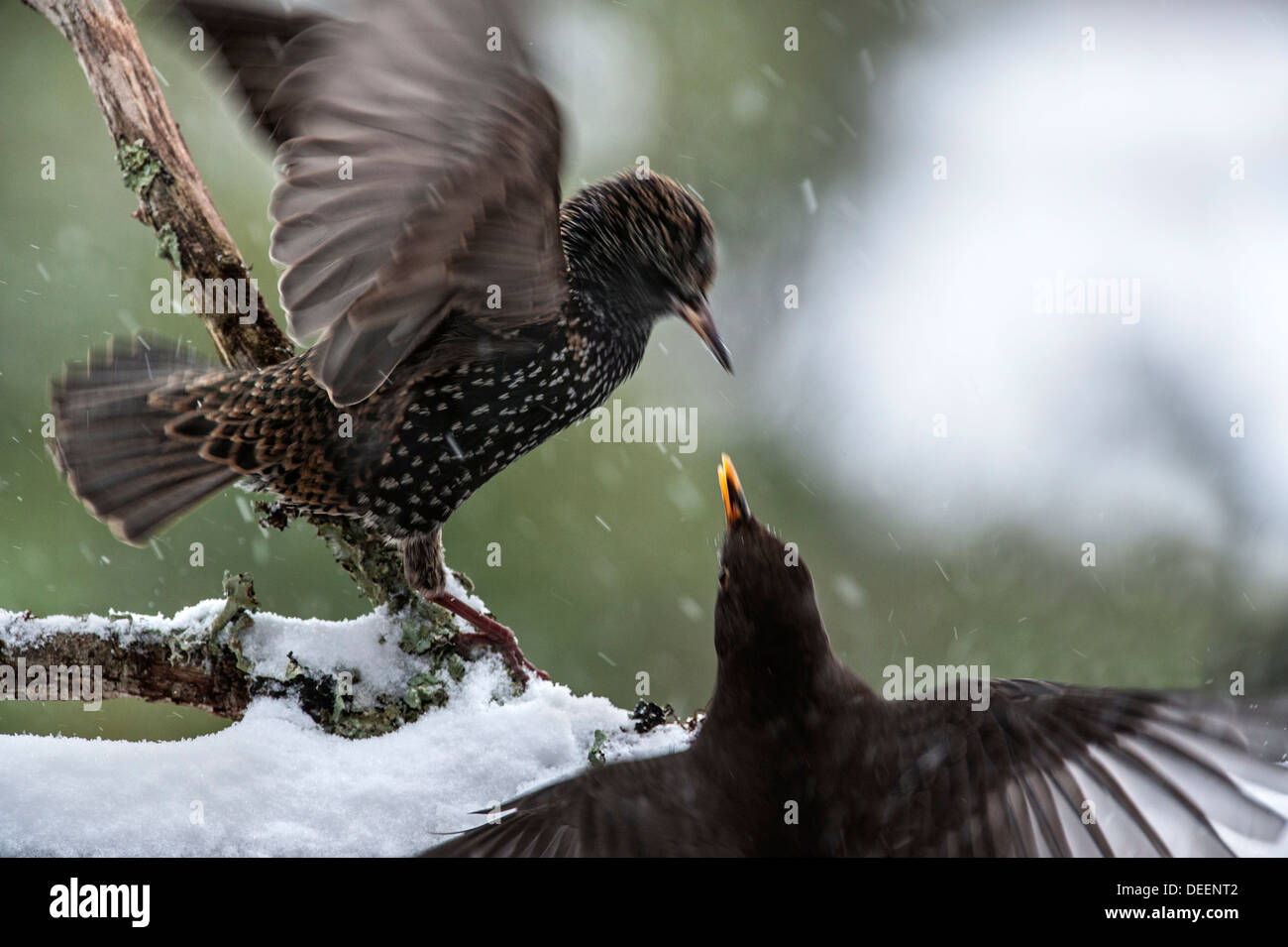 European Starling (Sturnus vulgaris) fighting with Common Blackbird ...