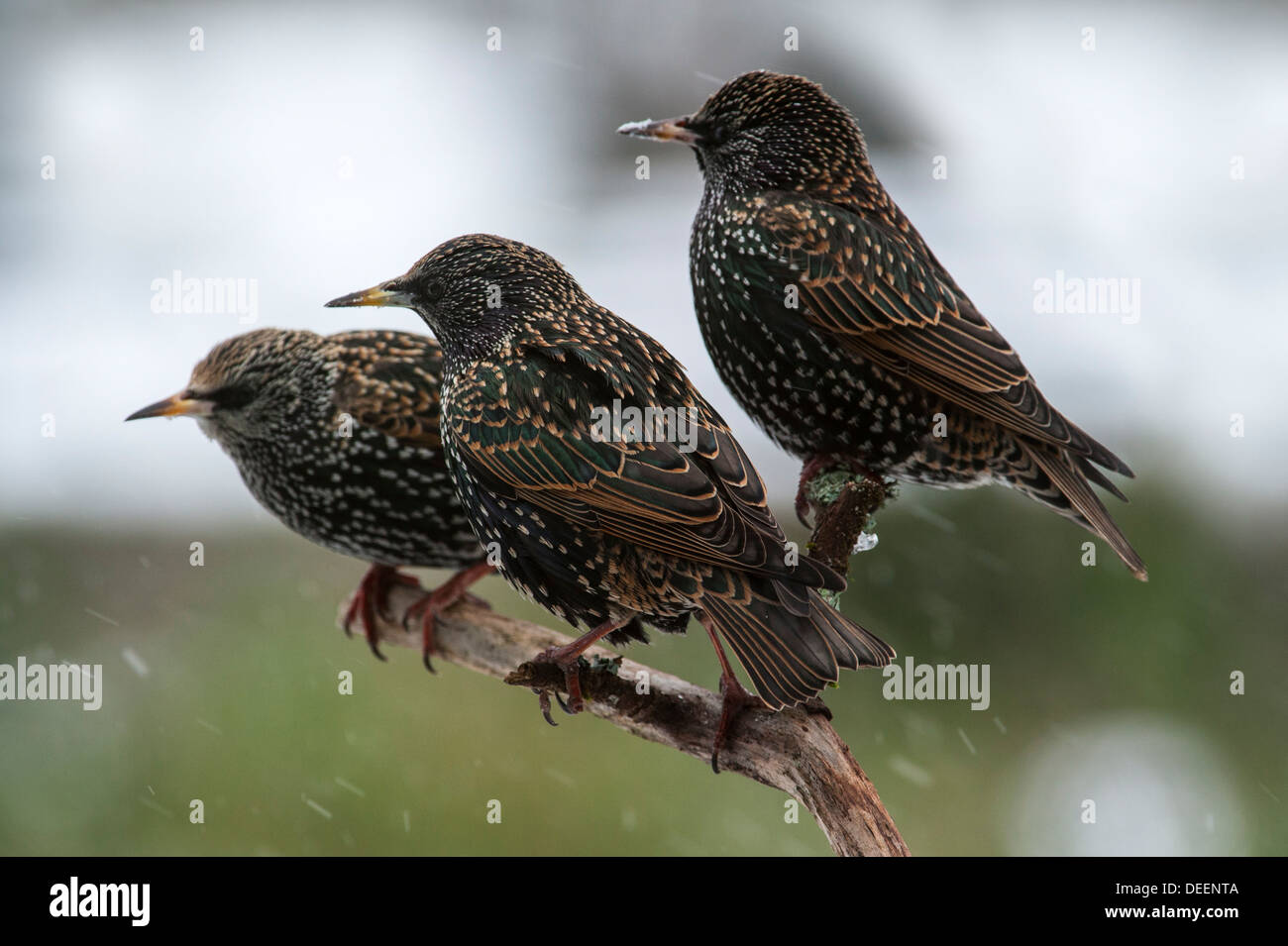 Group birds branch uk hi-res stock photography and images - Alamy