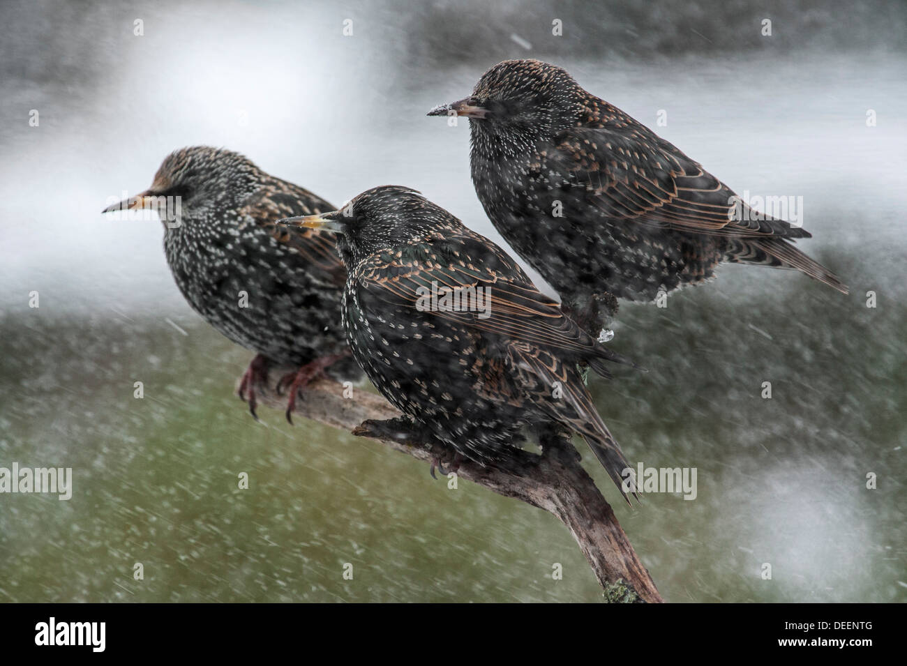 European Starlings (Sturnus vulgaris) perched on branch with fluffed ...