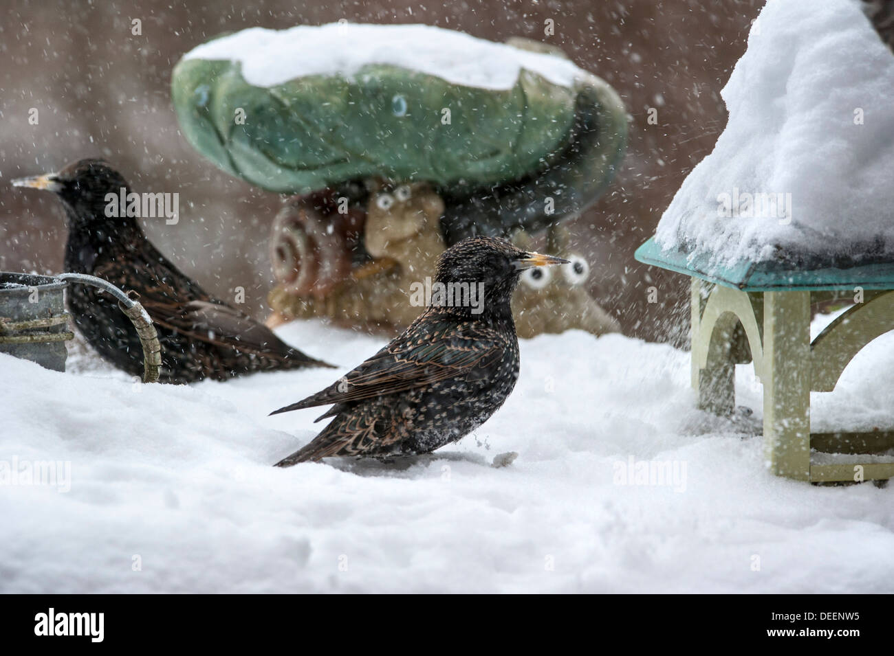 British garden birds table hi-res stock photography and images - Alamy