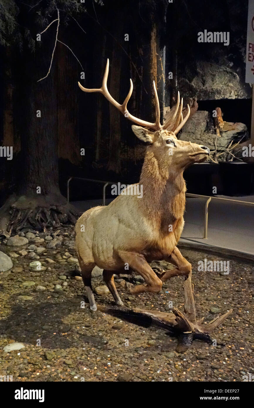 New York State museum in Albany Stock Photo - Alamy