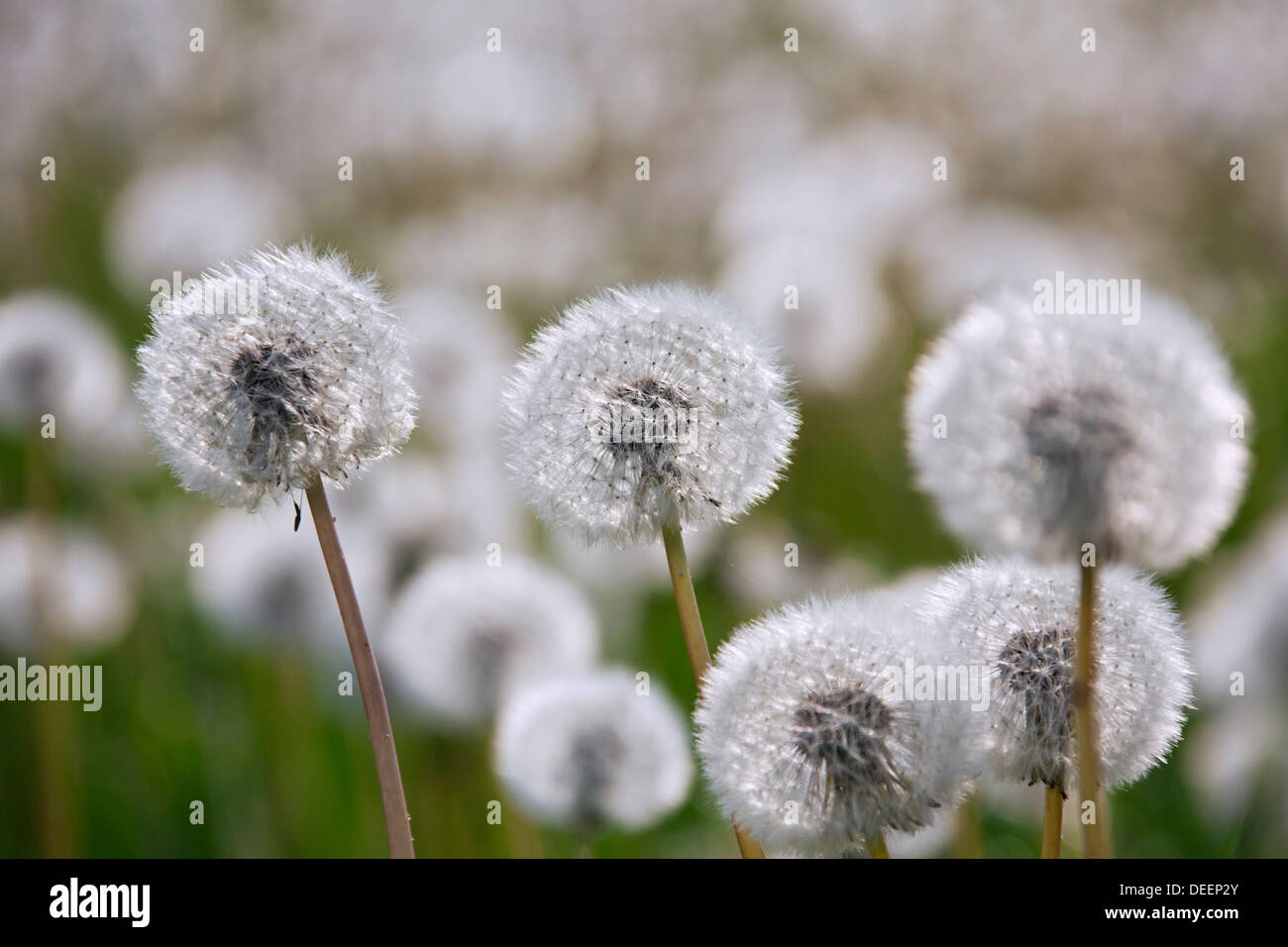 Seedheads hi-res stock photography and images - Alamy