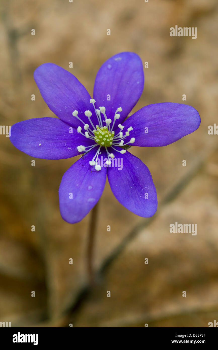 Common Hepatica / liverwort / kidneywort / pennywort (Anemone hepatica ...