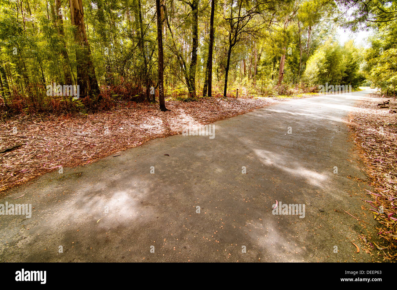 Road in autumn wood. Nature composition Stock Photo - Alamy