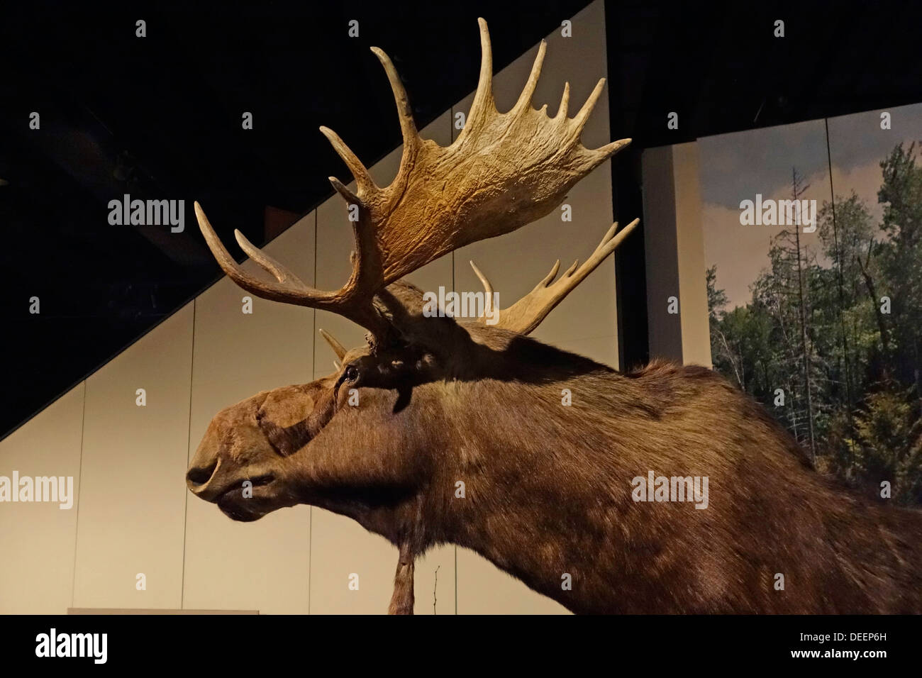 New York State museum in Albany Stock Photo - Alamy