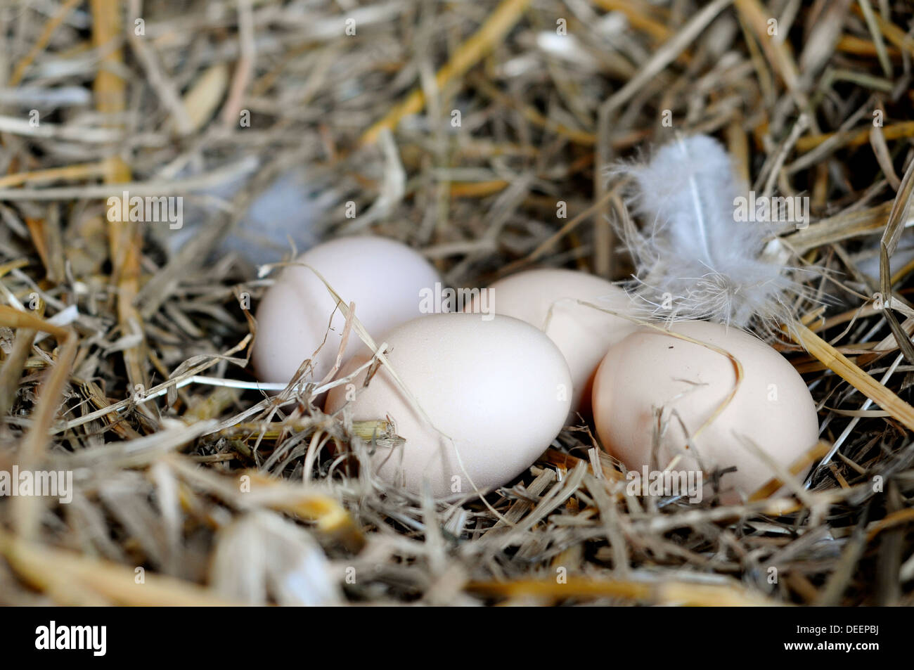 fresh eggs in straw nest Stock Photo - Alamy
