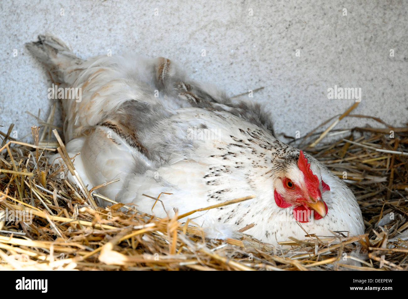 White hen wings hi-res stock photography and images - Alamy