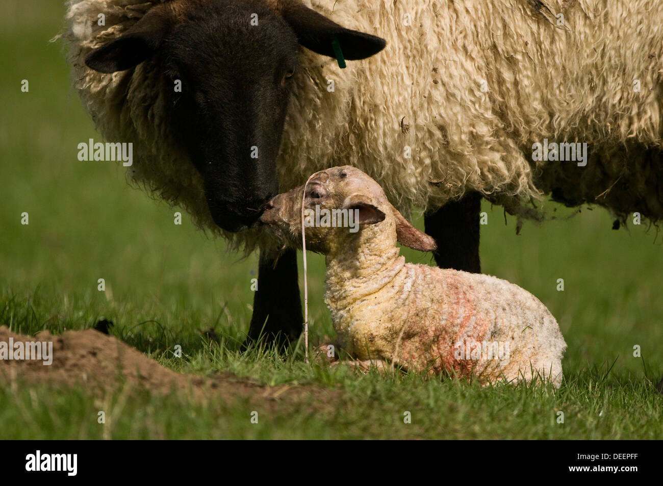 Newborn Lamb and Mother Stock Photo - Alamy