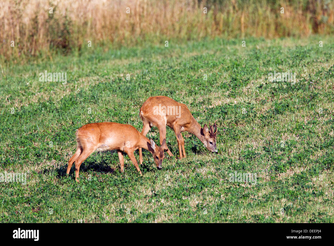Rutting season of roe deer hi-res stock photography and images - Alamy
